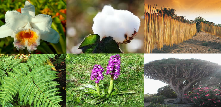 Biodiversidad del Ecuador: FLORA DE LA REGIÓN NATURAL AMAZÓNICA