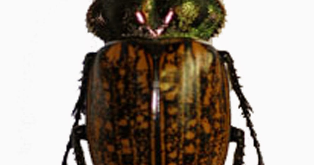 Vietnam Insect: Cheirotonus, Long arm beetles from Vietnam