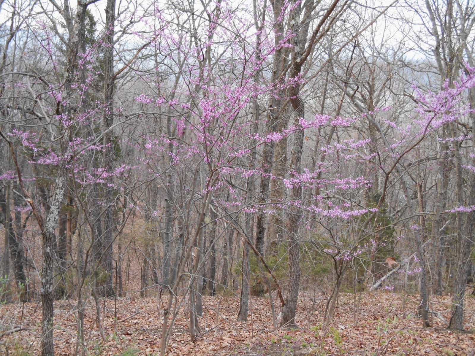Called to Serve: Spring in West Virginia - Redbuds and Rabbits