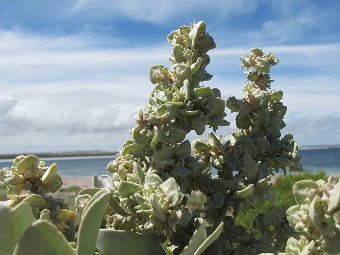 Esperance Wildflowers: Atriplex isatidea - Coast Saltbush