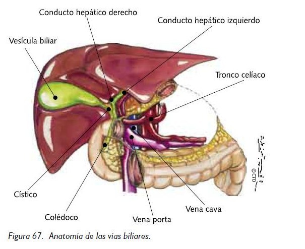 Medicina: Enfermedades Cardiacas y Digestivas: Enfermedades de la ... Medicina: Enfermedades Cardiacas y Digestivas: Enfermedades de la ...