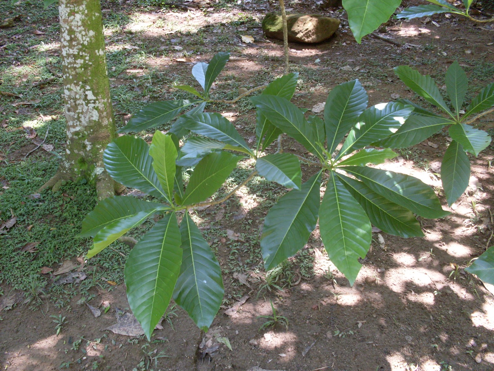 Jenipapo (Genipa americana) | Green Nature Brazil