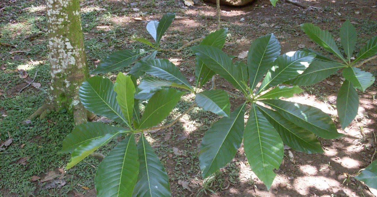 Jenipapo (Genipa americana) | Green Nature Brazil