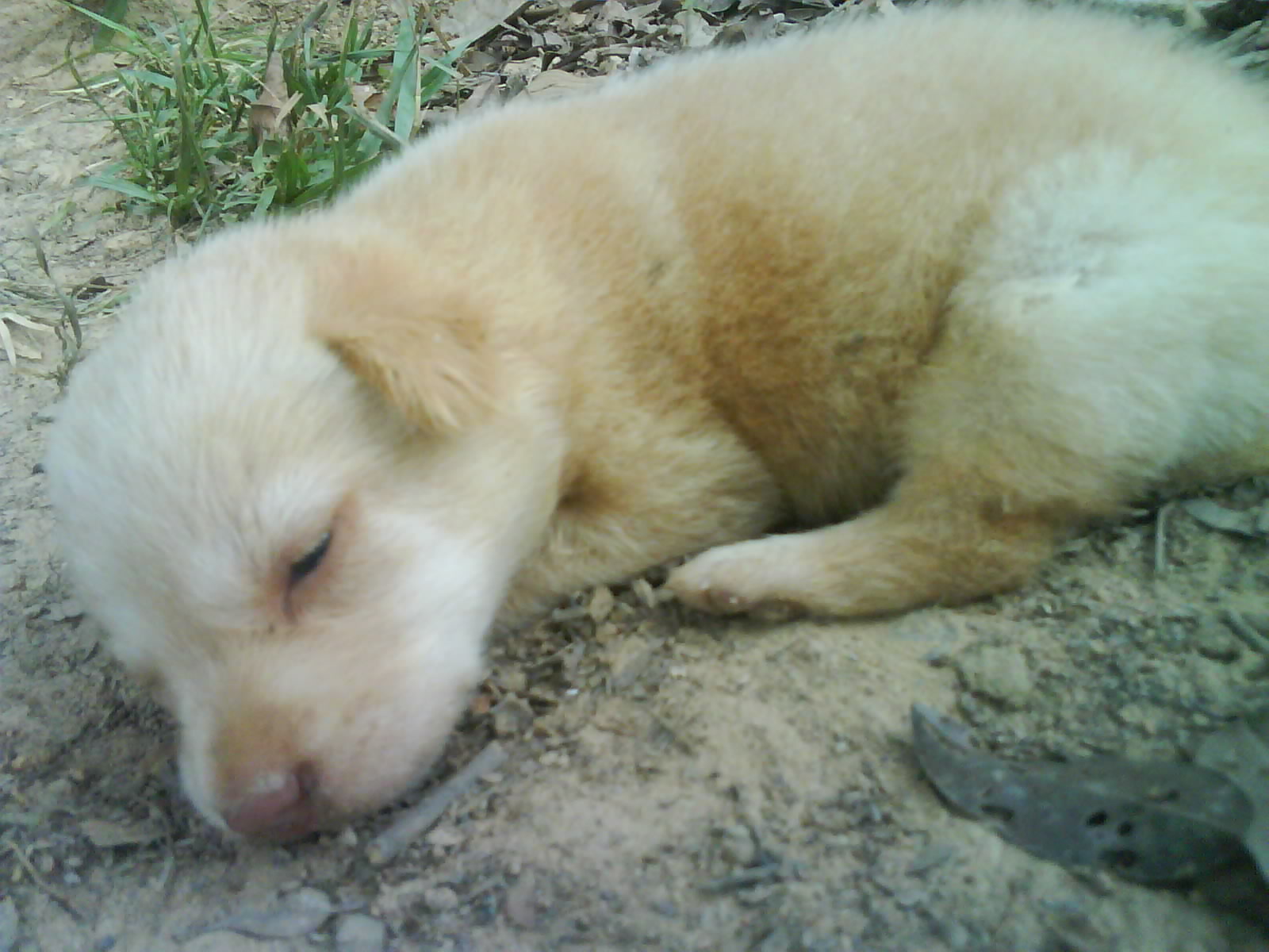 Peroto_Jr: ANAK-ANAK ANJING YANG COMEL TAPI BIKIN KESIAN