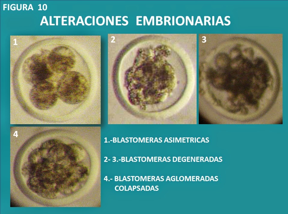 MANUAL DE BIOTECNOLOGIA REPRODUCTIVA EN BOVINOS: TRASFERENCIA DE EMBRIONES