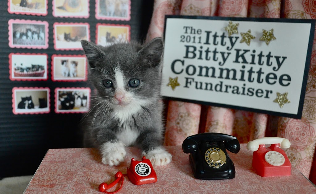 Catsparella: The 2011 Itty Bitty Kitty Committee Fundraiser!