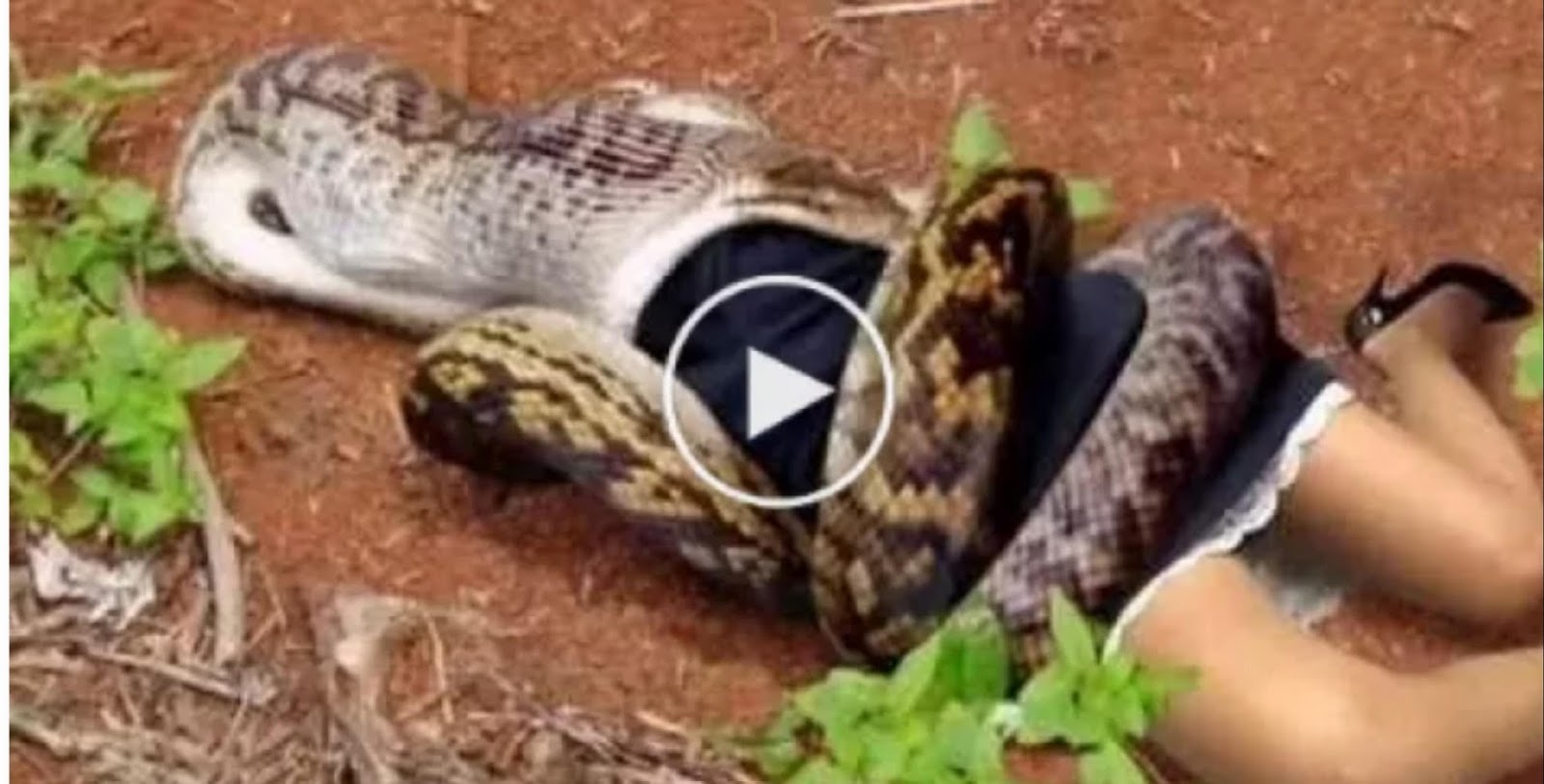 Zodwa Wabantu Snakes