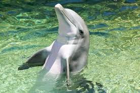 Dolphins armed with guns and knives