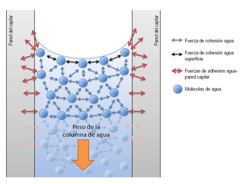 Física: Presentación Cohesión, Adherencia y Capilaridad