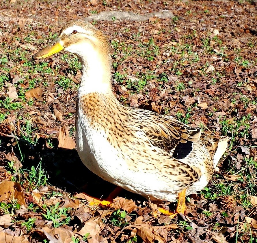 Meet the Quackers | The Ducks of Fresh Eggs Daily - Fresh Eggs Daily ...