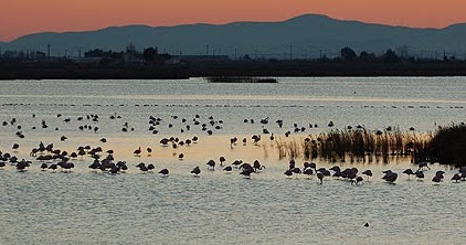 Birding Catalunya: Ocells al Delta de l'Ebre