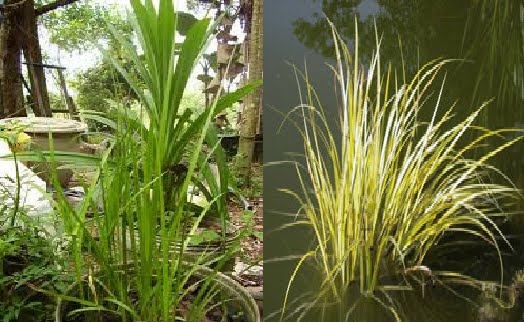 Herba & Tumbuhan: Jerangau dalam perubatan tradisional