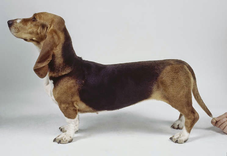 Basset artesien normand o Basset artesiano normando