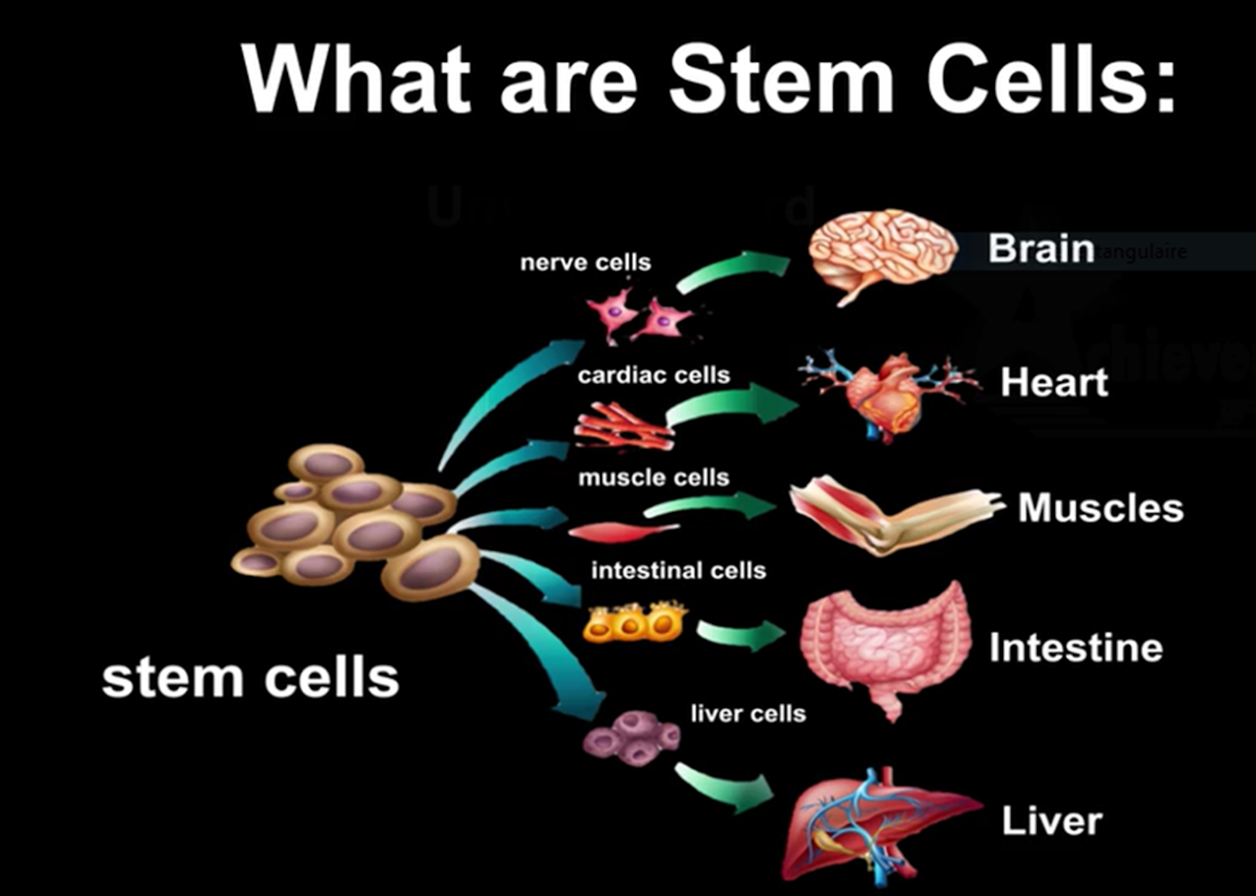 Les cellules souches l'avenir de la médecine biologique