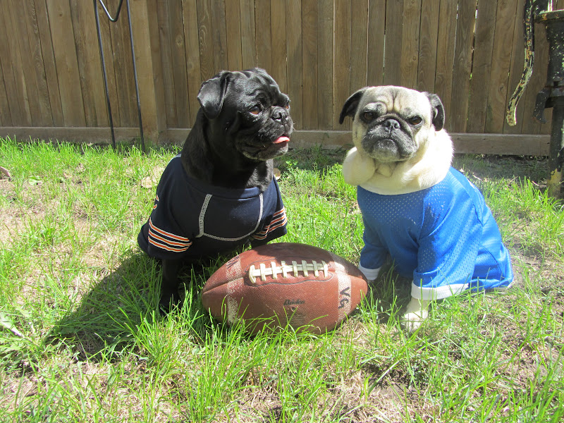 A Day in the Life of Pugs: Are you ready for some football ...