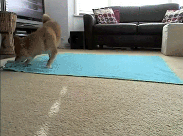 Funniest dog gifs ~ Your Special Dog