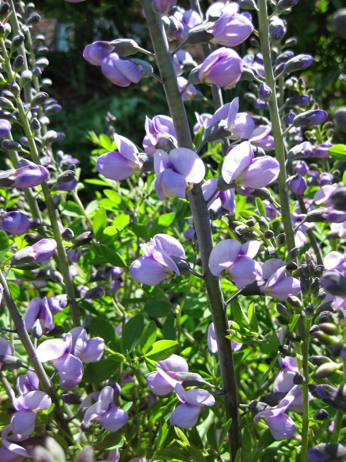 Rotary Botanical Gardens - Hort Blog: Baptisias For Beauty
