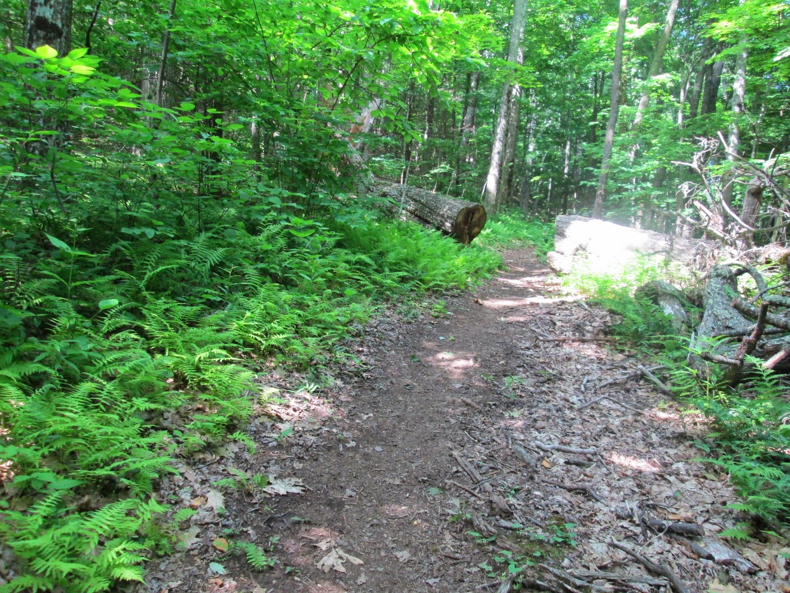 Hiking with Lipstick: The Azaleas of Gregory Bald