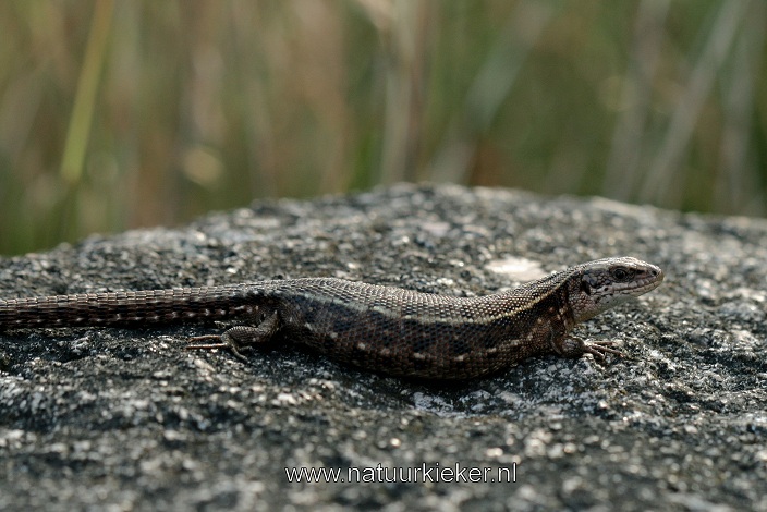 Levendbarende Hagedissen