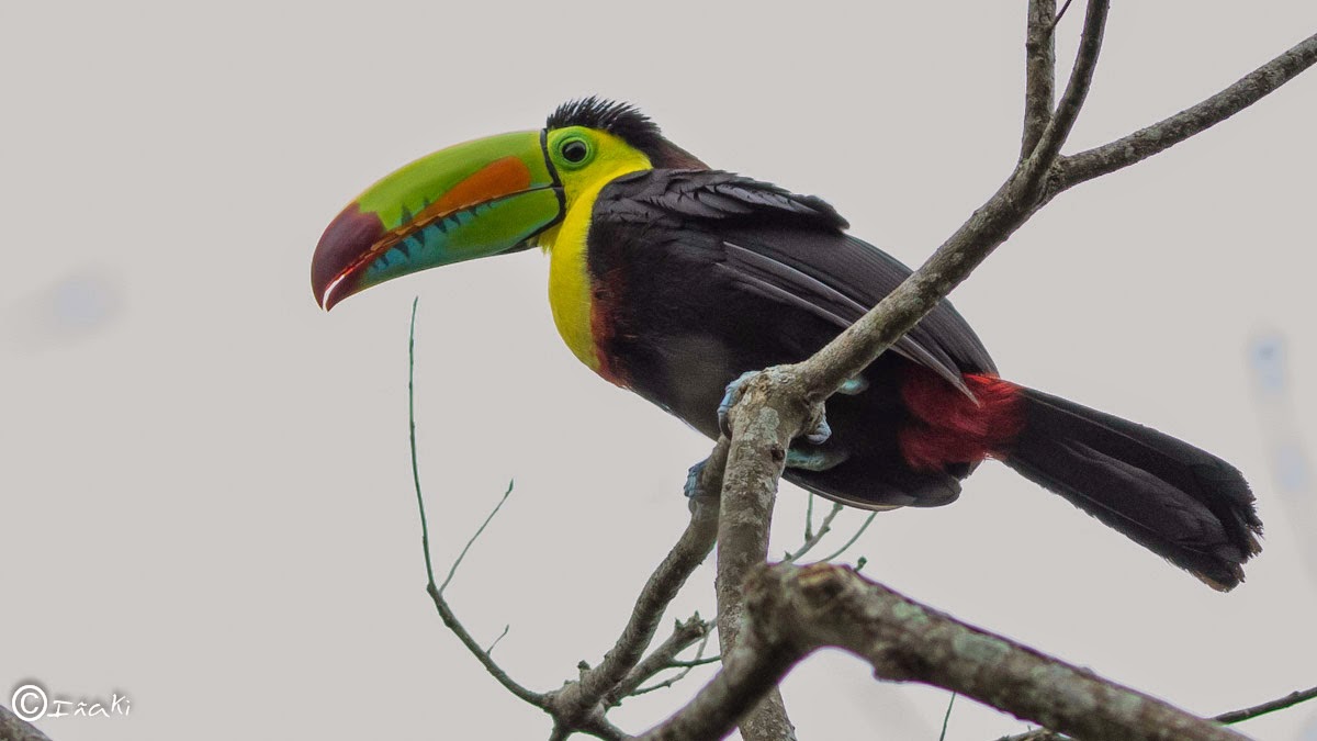 Nosoloaves - Aves del mundo (Birds of the world): Tucan pico iris o ...