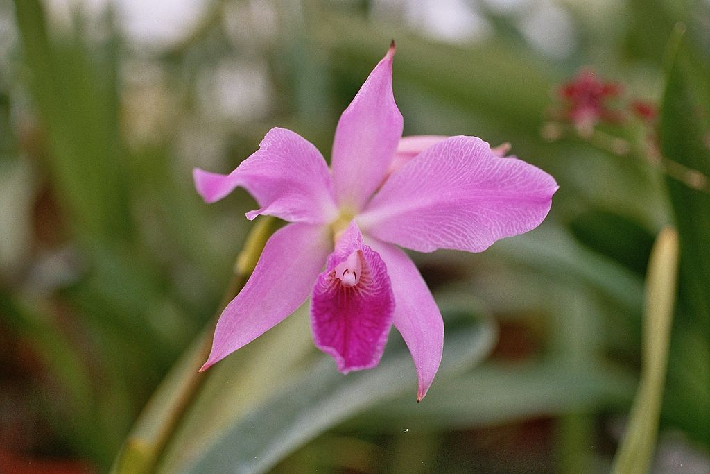 Cattleya labiata care and culture | Travaldo's blog