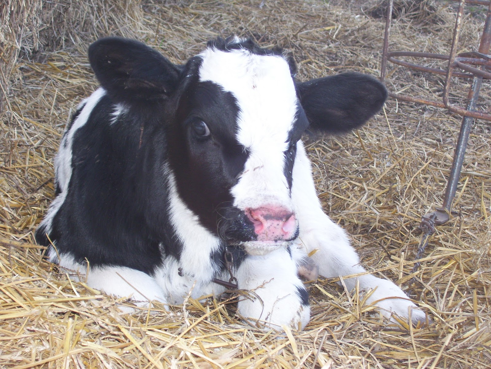 Buscando el ideal: Claves de manejo para el éxito en la crianza ...