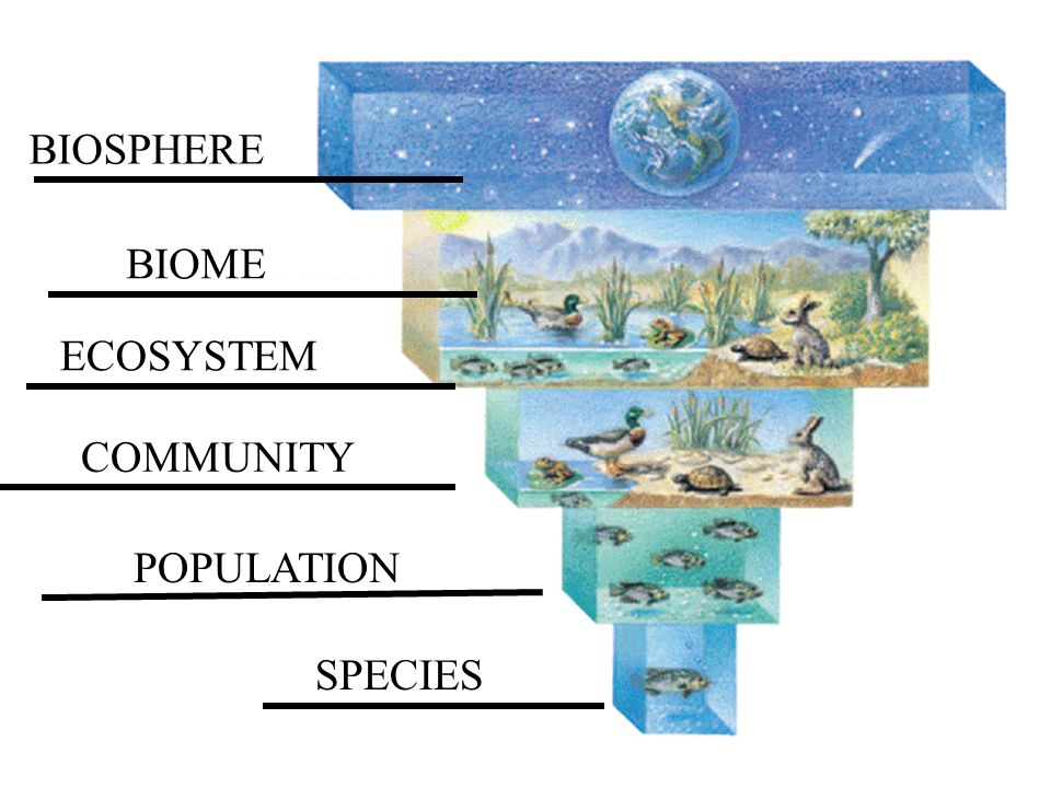We love learning!!!.: Ecosystems.