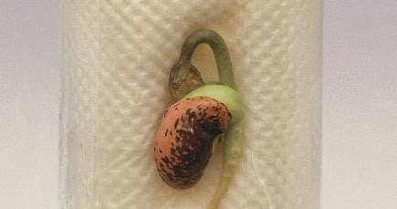 Growing a Runner Bean for children