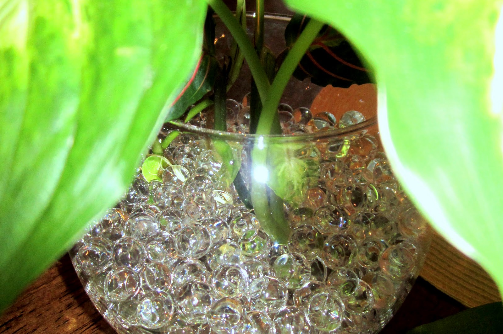 Homemade and Colorful: Growing House Plants in Water or HYDRO BEADS