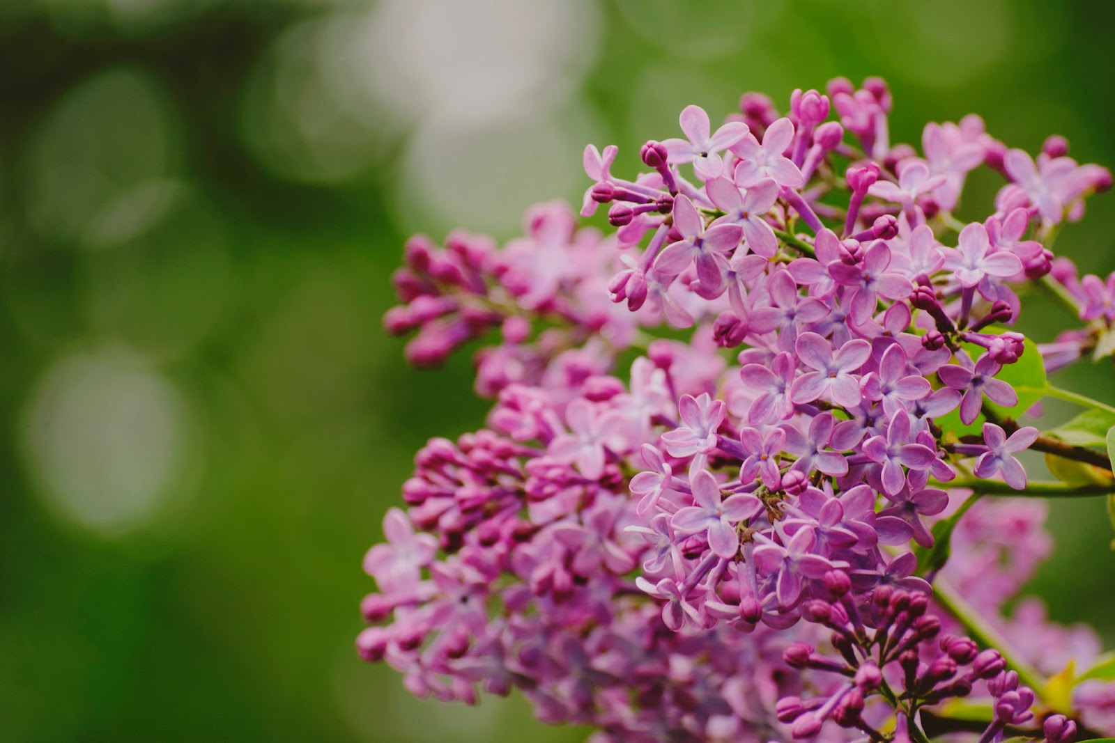 rohelisemrohi: Pildipostitus: sirel, sirel, sirel