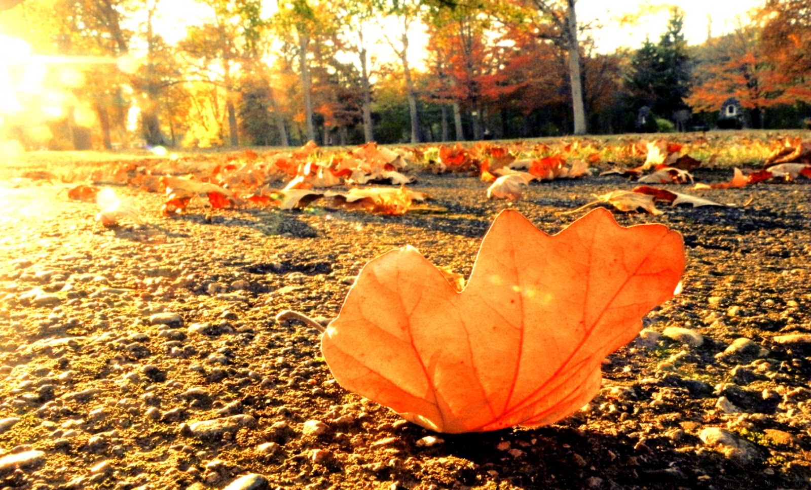 Leaves Falling Off Trees | Wallpapers Gallery