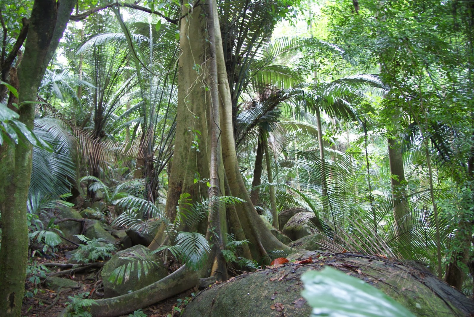 Lee Raffee - Les Raffy à Singapore: Tioman Island - Jungle Trek