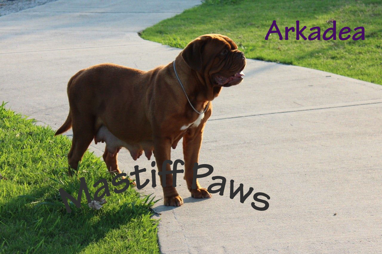 Mastiff Paws: Females