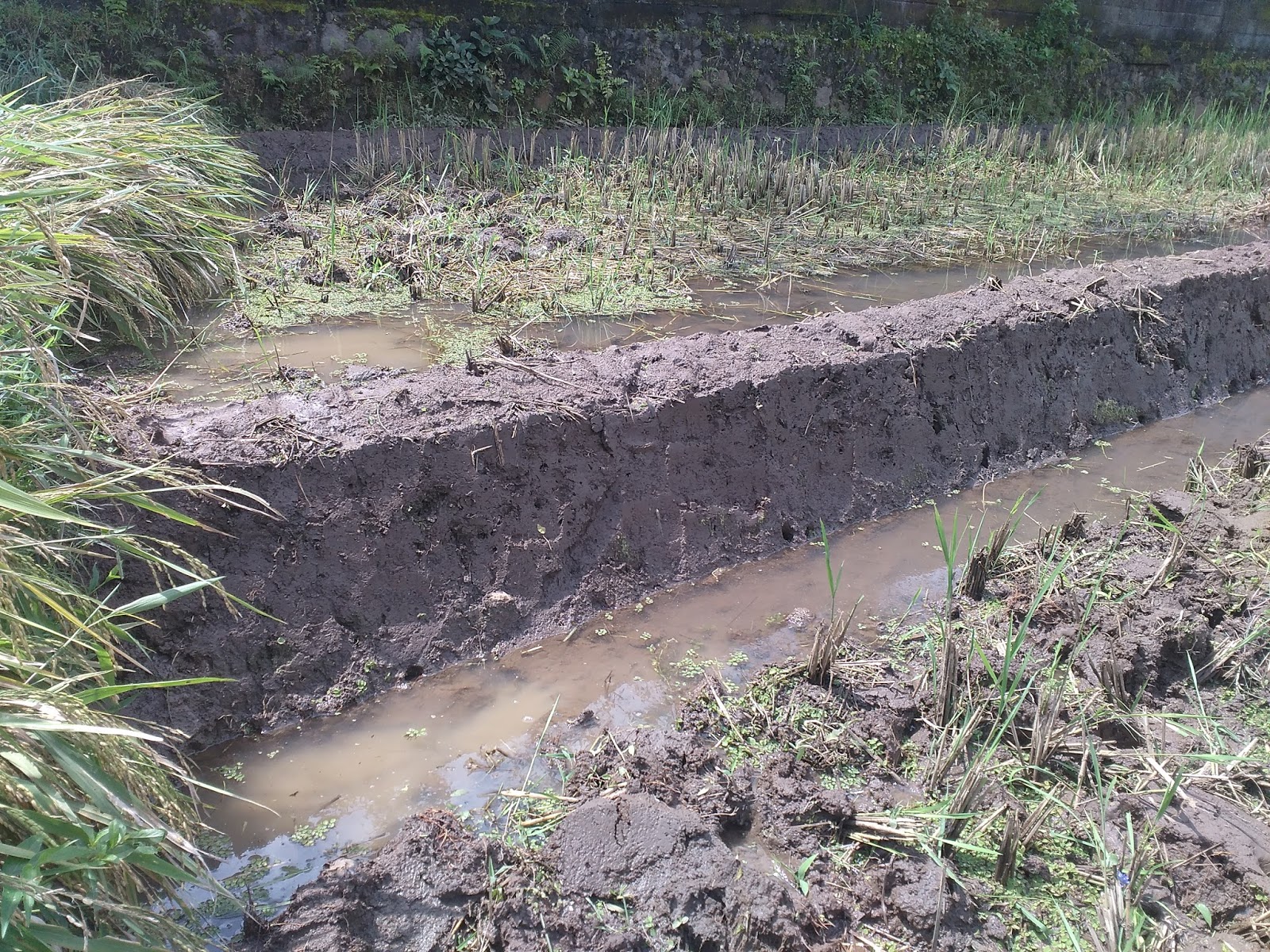 PENGOLAHAN TANAH PADA BUDIDAYA PADI - Jurnal Ekonomi dan Bisnis