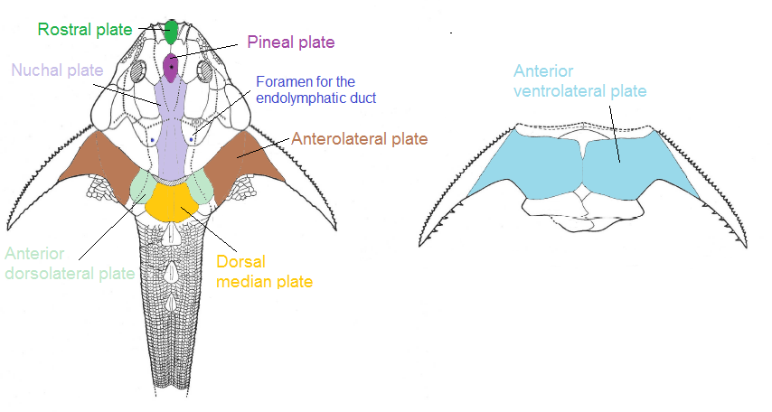 PaleoStories: Le Cronache di Placodermata (CdP). Episodio 2: anatomia ...