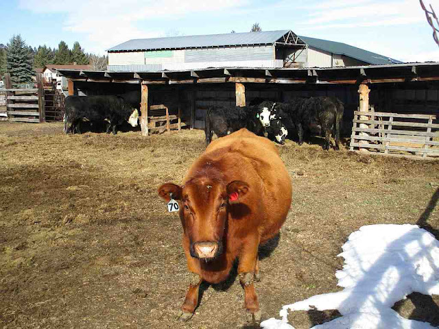 Life among the Tall Pines: Relaxed cattle in the corral