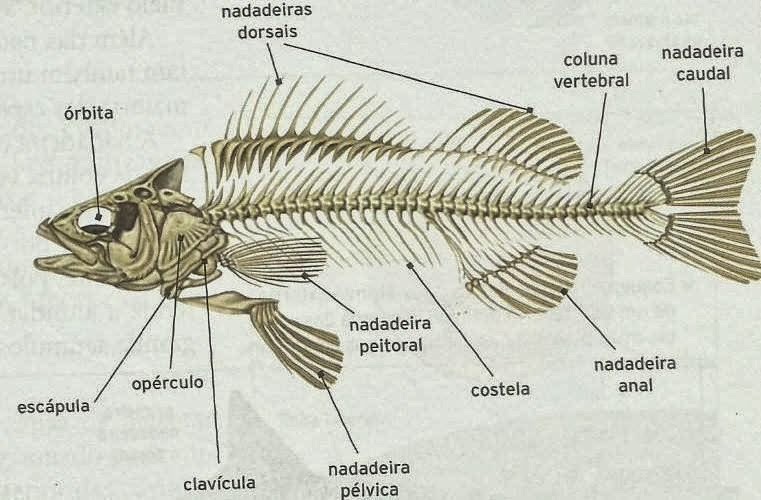 BIOLOGIA PARA A VIDA : COMPARAÇÃO ENTRE PEIXES CONDRÍCTES E OSTEÍCTES
