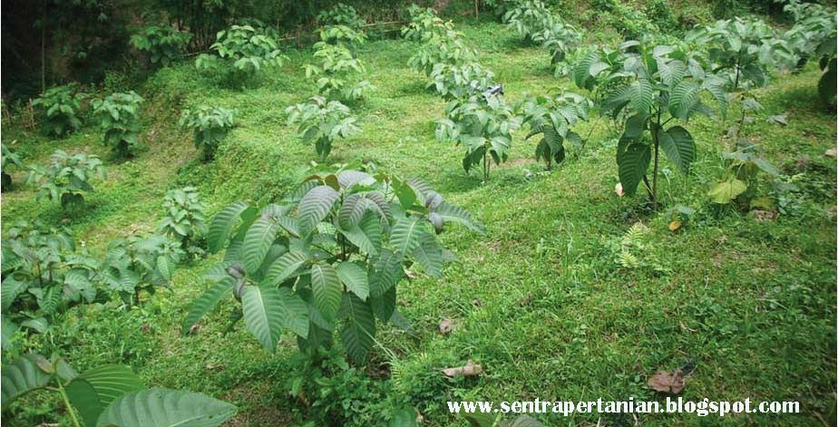 Meraup Rupiah dari Budidaya Jabon - Sentra Pertanian