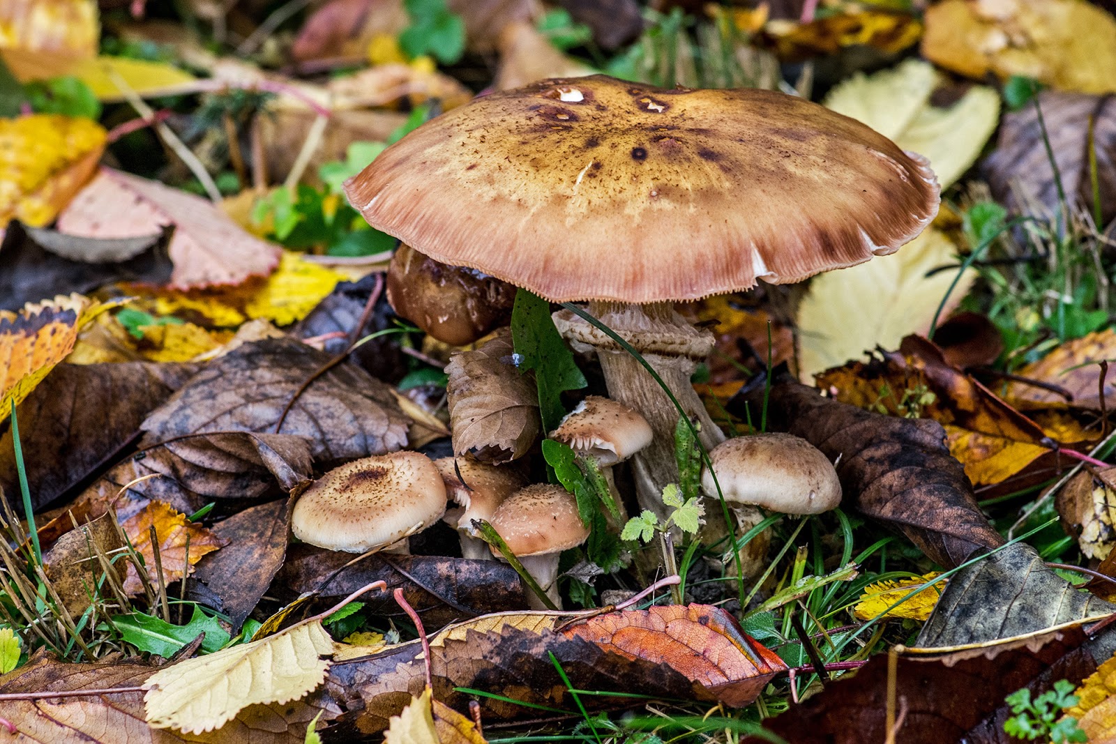 4 passi in Val di Sole: Funghi chiodini nel giardino di casa