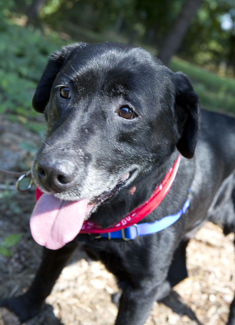 Shelter Dogs of Portland: "CARSON" Old Lab ....so we can touch love