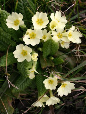 LJEKOVITO BILJE I LIJECENJE BILJEM: LJEKOVITO BILJE: Jagorčevina,Jaglac ...