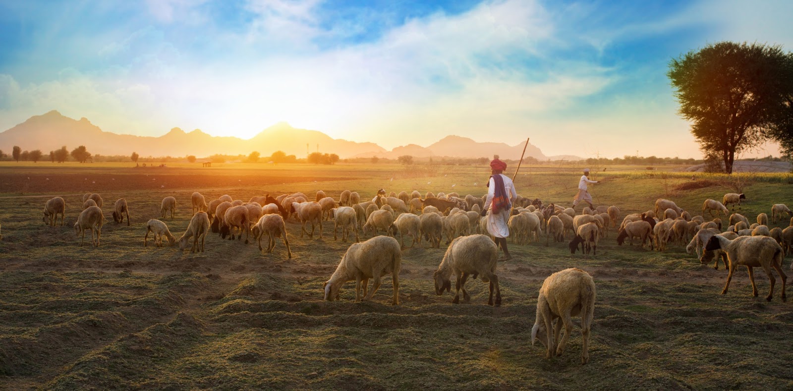 Shepherding our Thoughts to the Good Shepherd