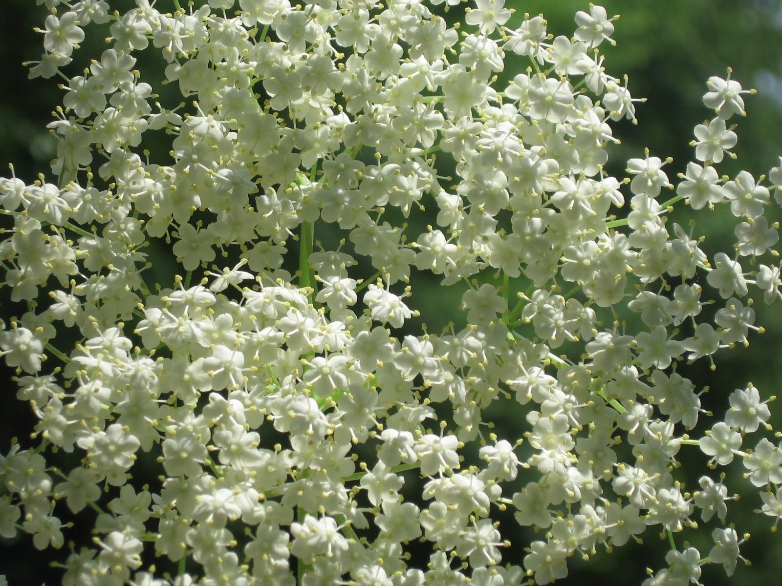 Przyroda na 6: Dziki bez czarny - wizytówka rośliny