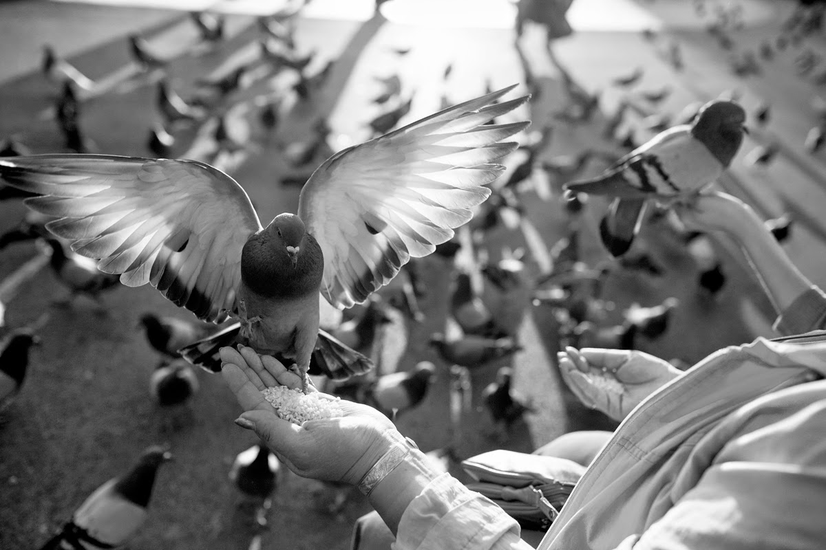 Photojournalism Now: Friday Round Up - 8 August, 2014