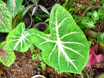Types of Caladiums- Angel wings | SL Flora