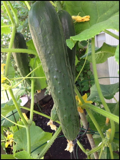 Garden to Kitchen w/Garry Carter: How to grow climbing cucumbers