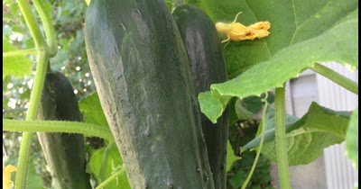 Garden to Kitchen w/Garry Carter: How to grow climbing cucumbers