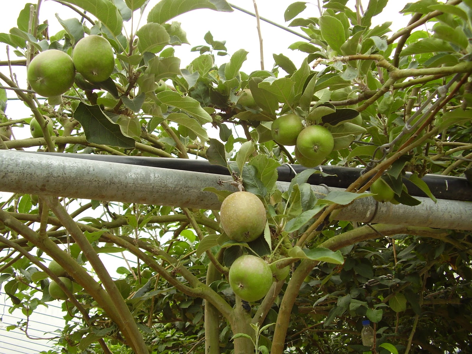 MENYUSUN SEJARAH MASA DEPAN..: TOMATO DAN EPAL CAMERON HIGHLANDS