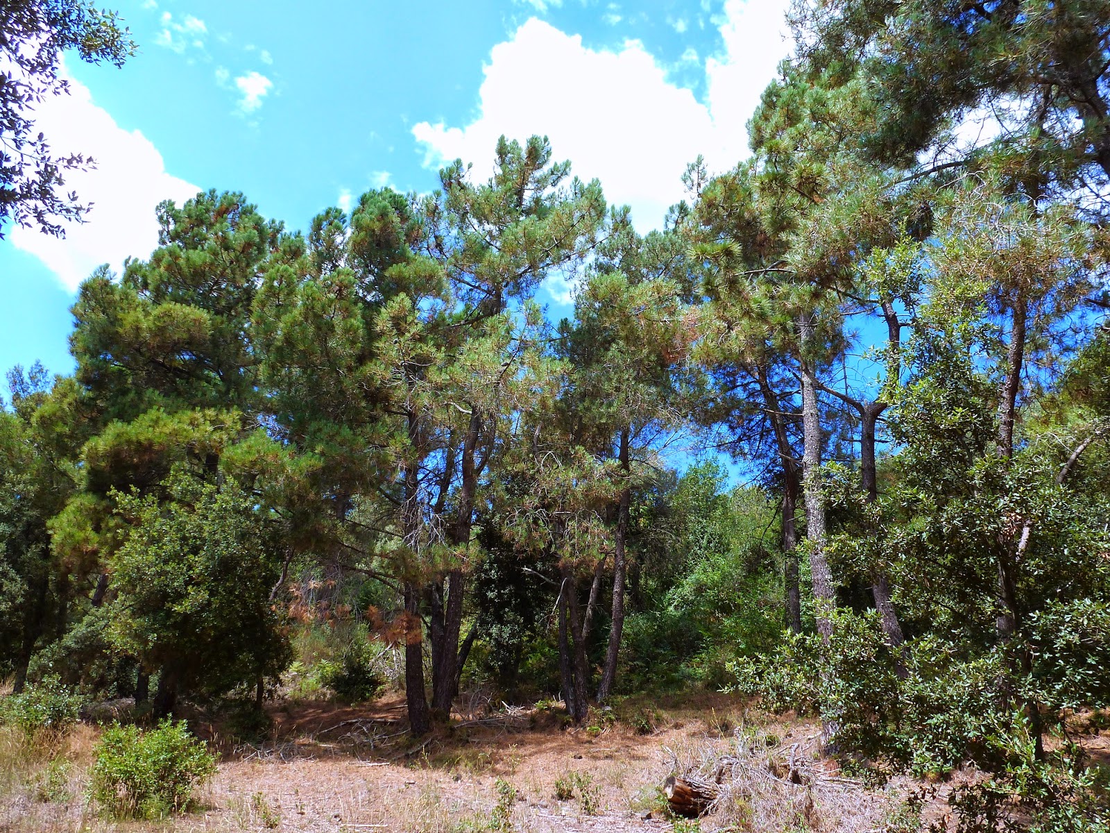 Árboles con alma: Pino rodeno. Pino marítimo. Pinastre. (Pinus pinaster)