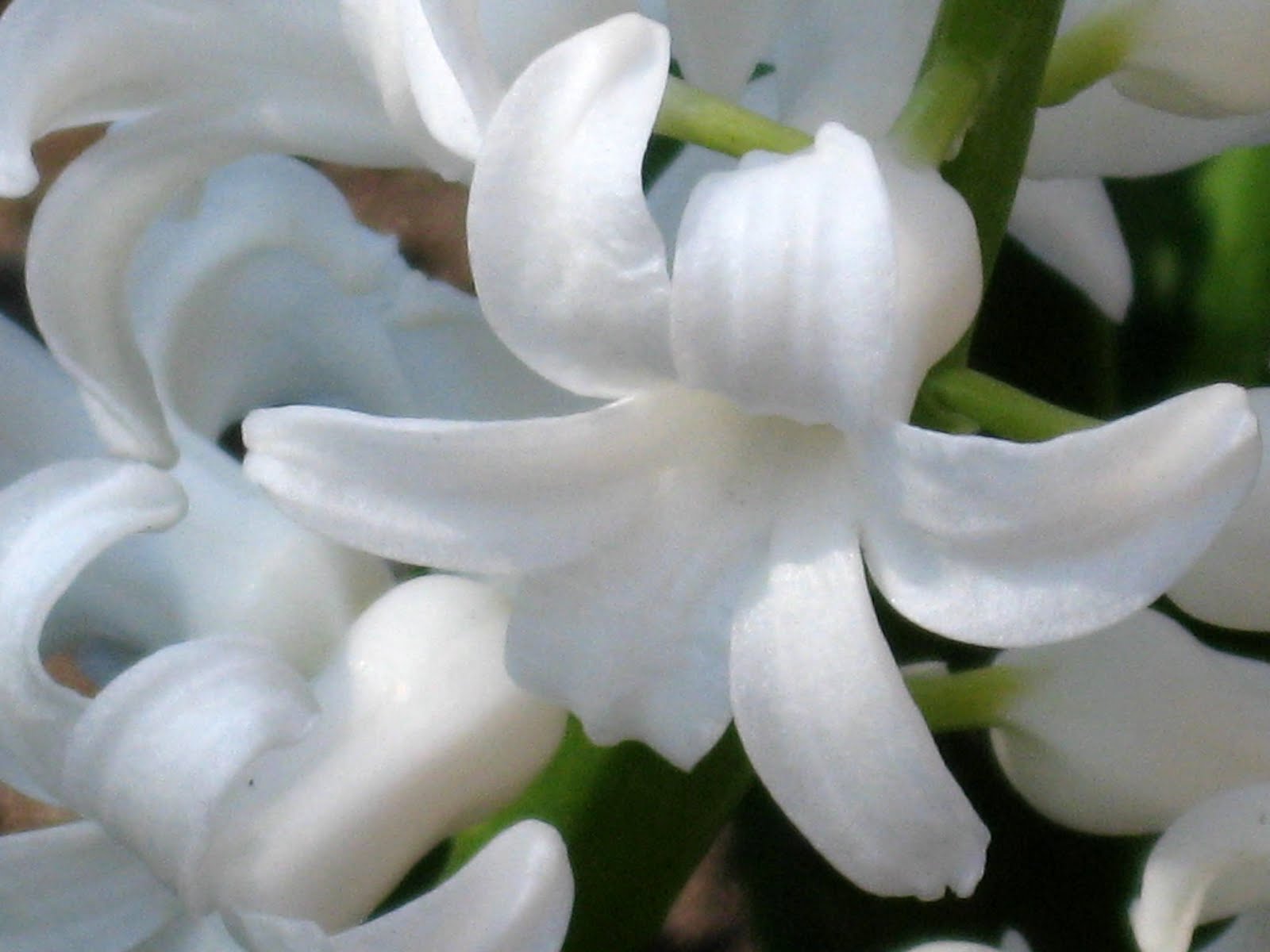 Hyacinthus orientalis - zambila